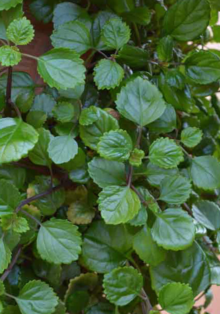 Plectranthus Swedish Ivy Green – Divine Roots